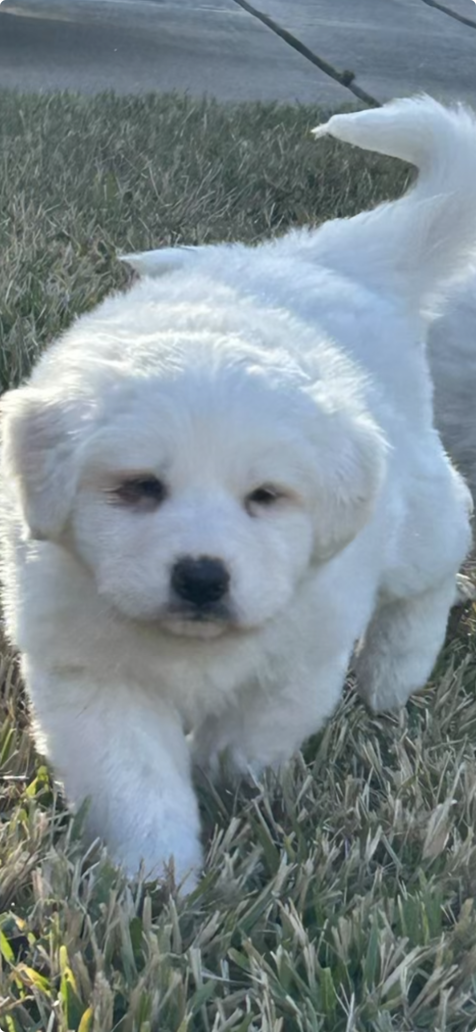 Great Pyrenees Rescue Houston