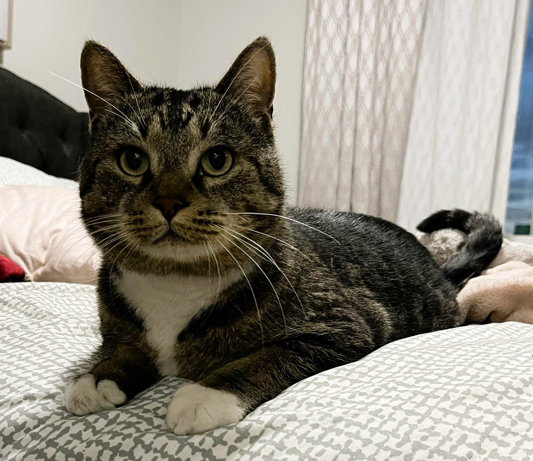 Young Cats Needing a Forever Home - Edmonton Cold Weather Animal Rescue