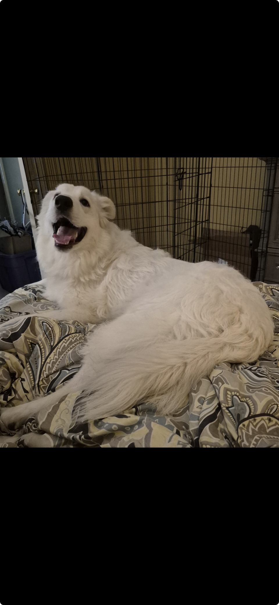 Great Pyrenees Rescue Houston