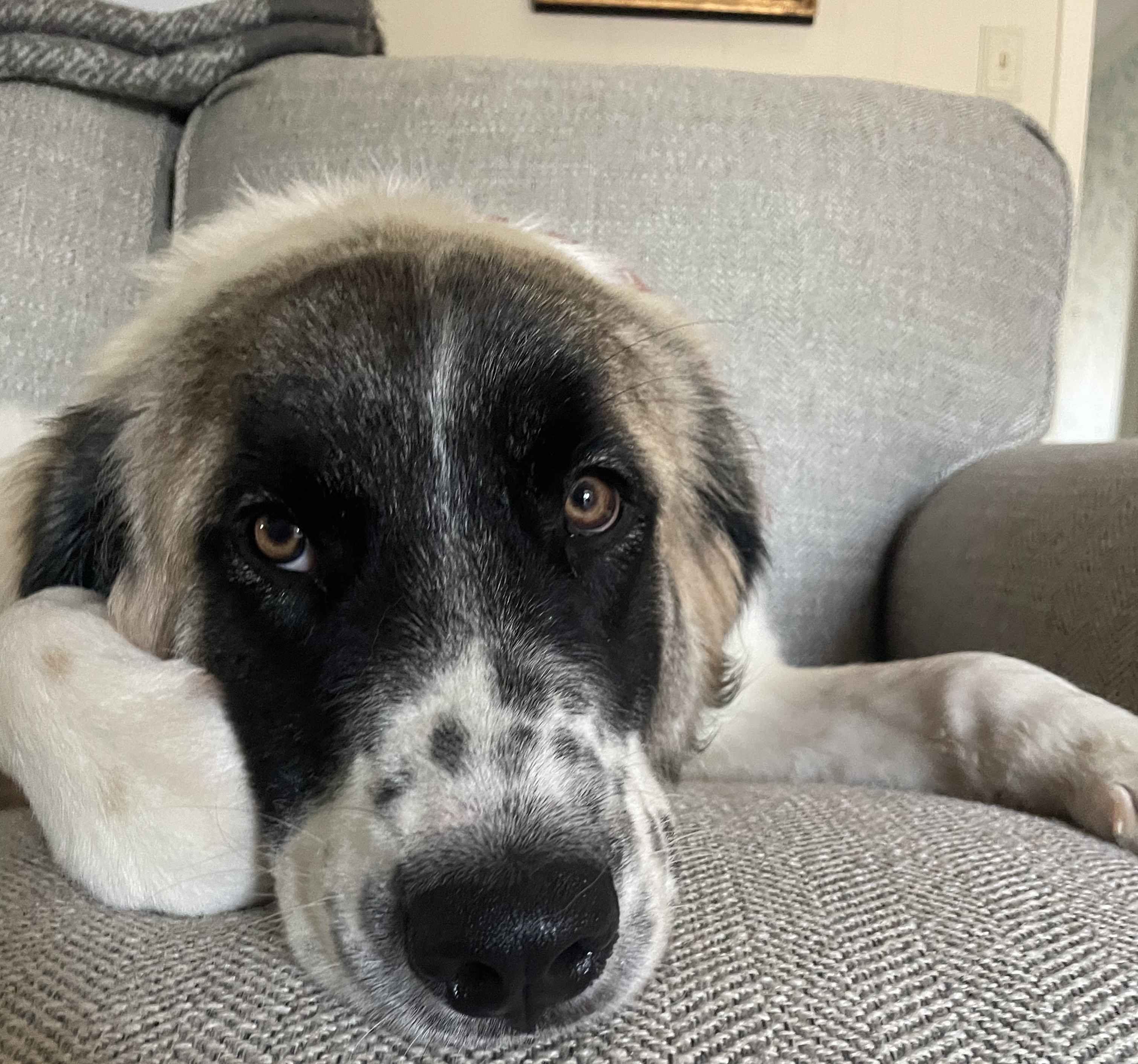 Adopt Purdy - Female Great Pyrenees in Dallas Fort-Worth, TX | Texas ...