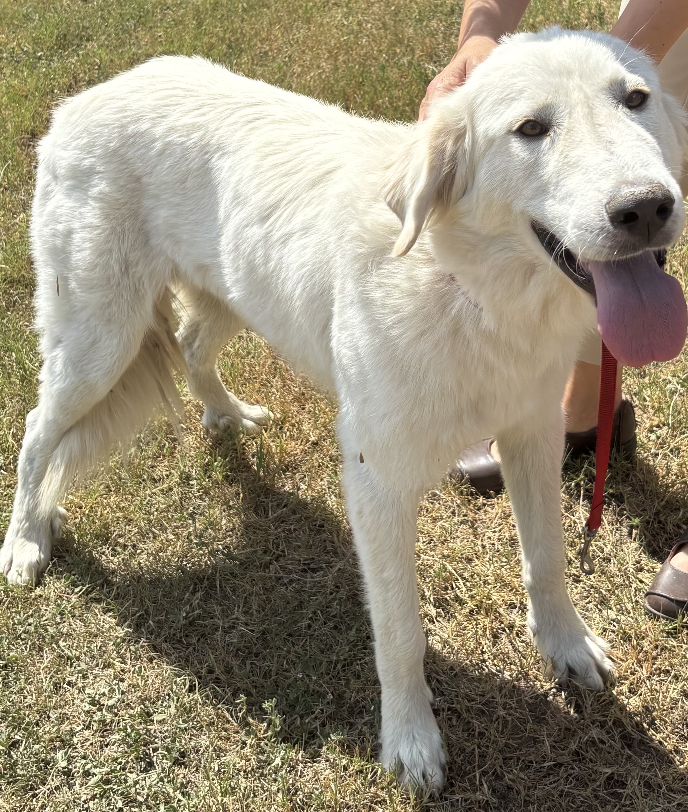 Adopt Polly Pocket - Female Great Pyrenees in Austin, TX | Texas Great ...