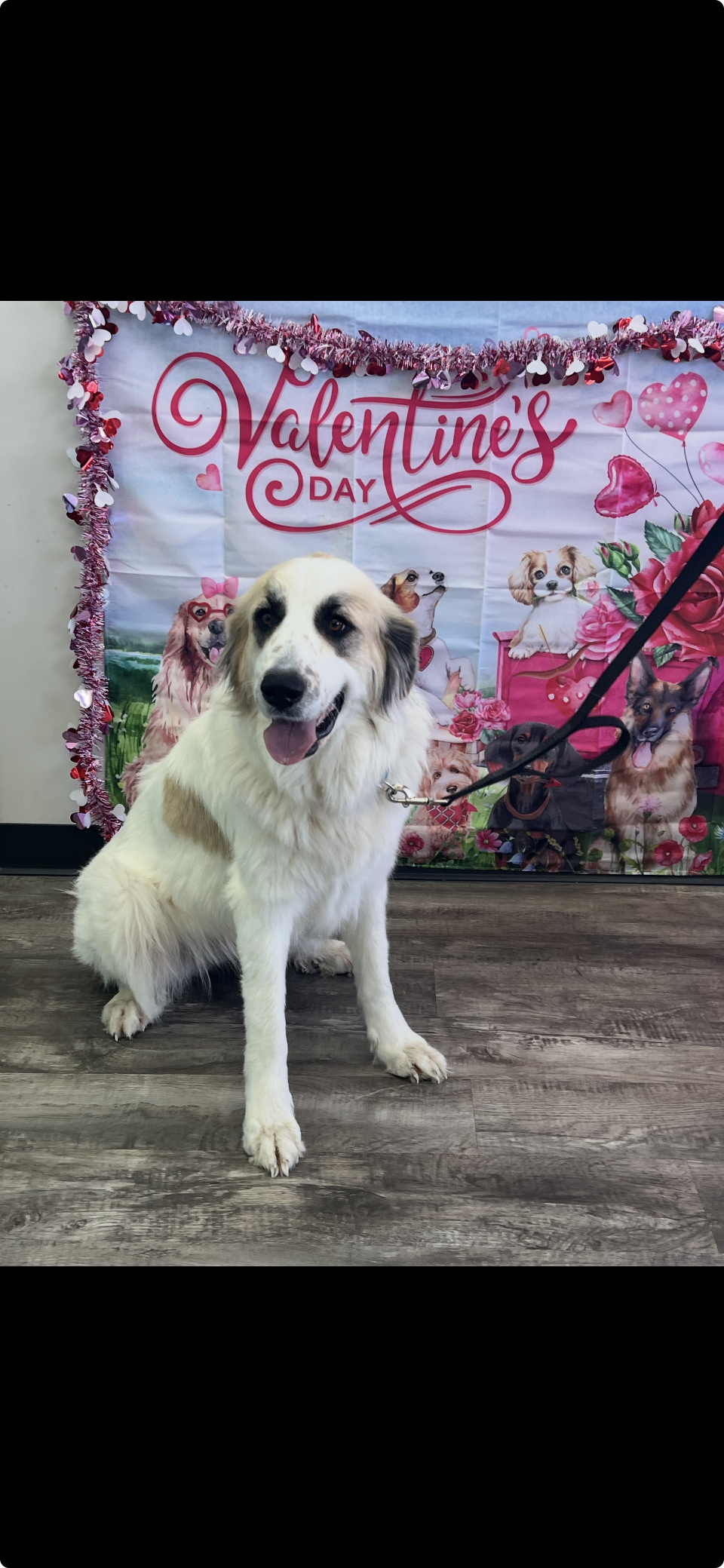 Great Pyrenees Rescue Houston