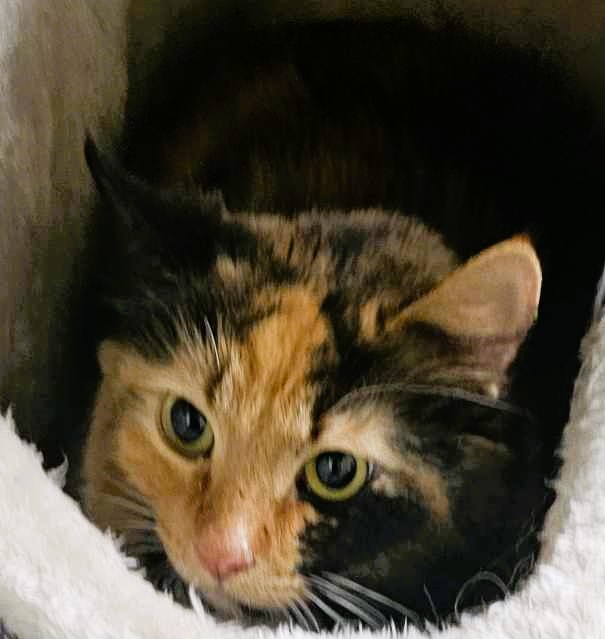Kittens & Cats Not Ready for Adoption - Edmonton Cold Weather Animal Rescue