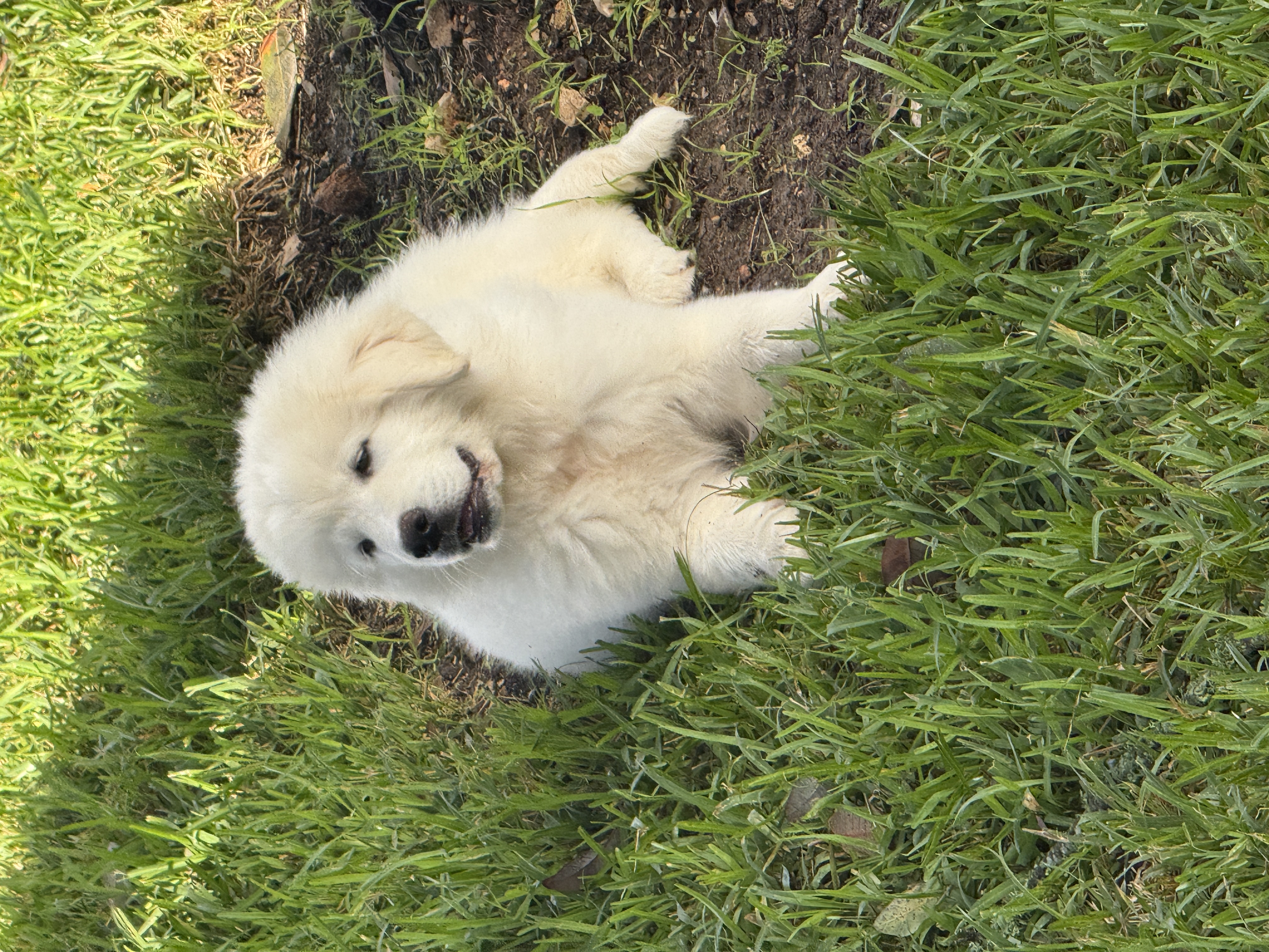 Adopt Moose NA Monty - Male Great Pyrenees in Austin, TX | Texas Great ...