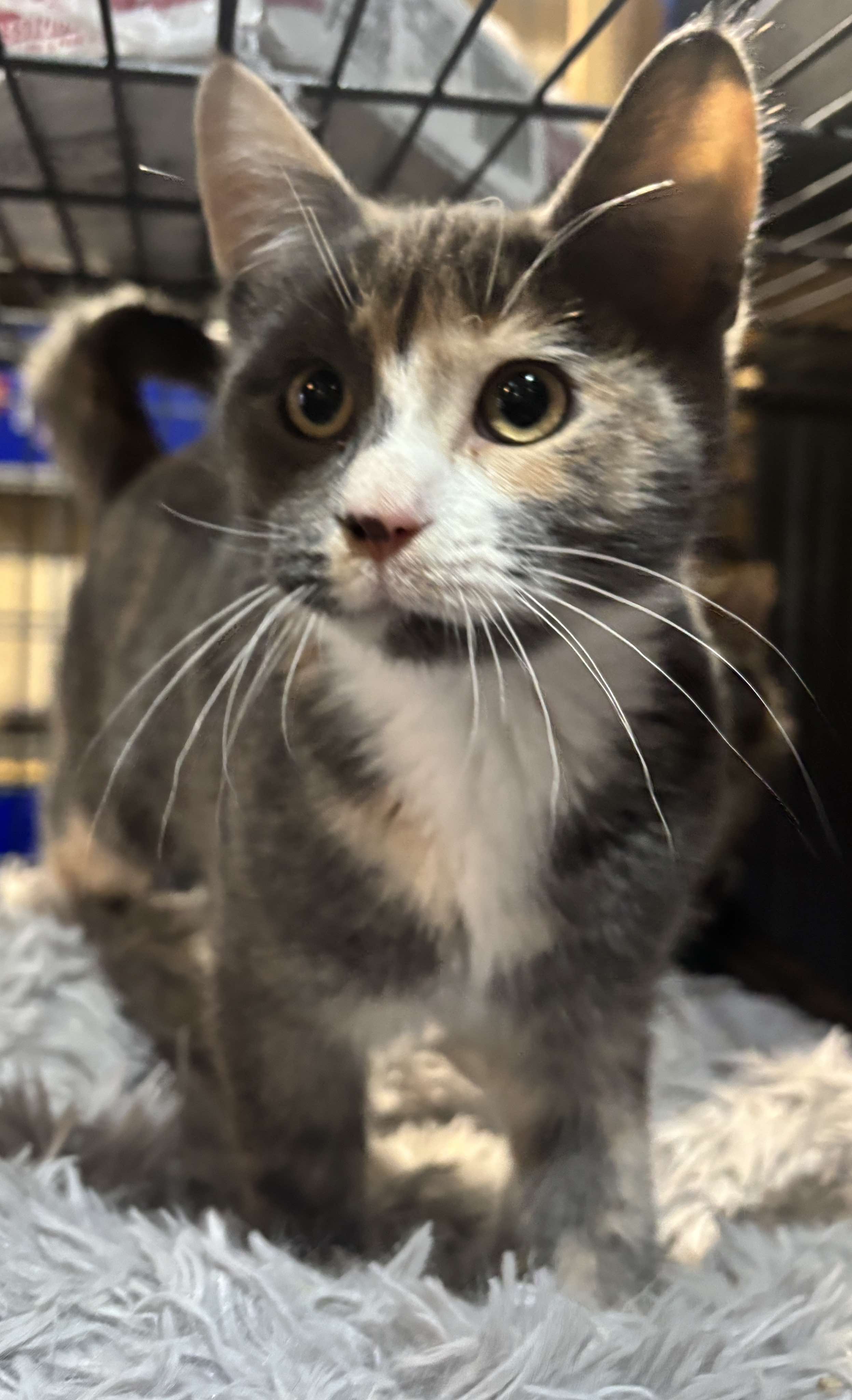 Kittens Needing a Forever Home - Edmonton Cold Weather Animal Rescue ...