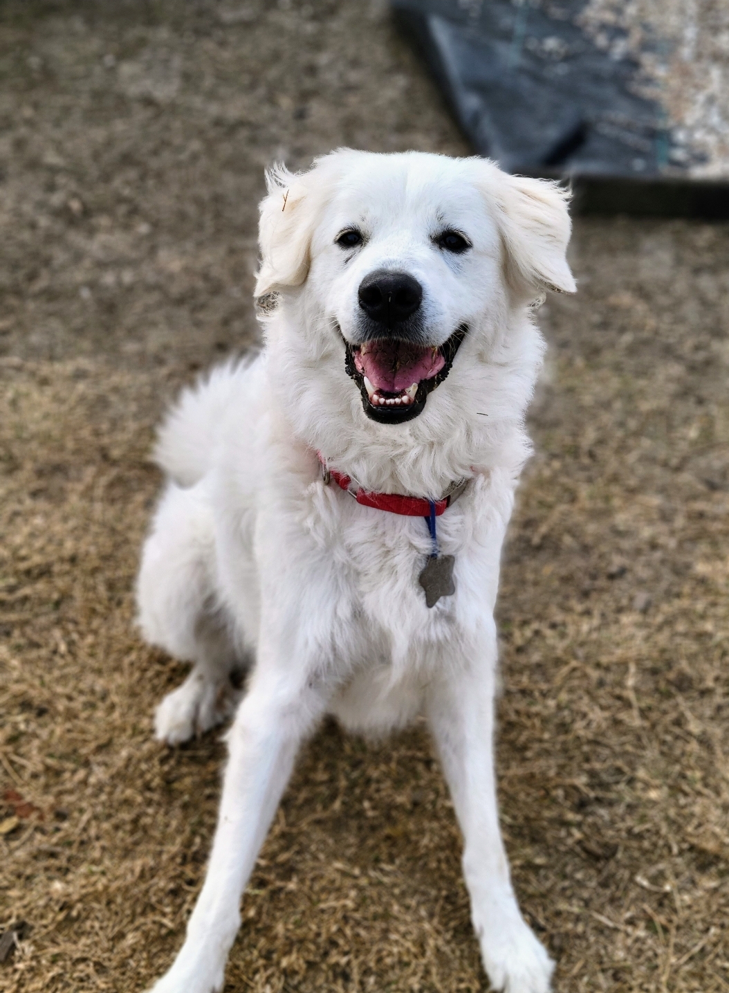 Adoptable Great Pyrenees Dogs in Texas | Texas Great Pyrenees Rescue