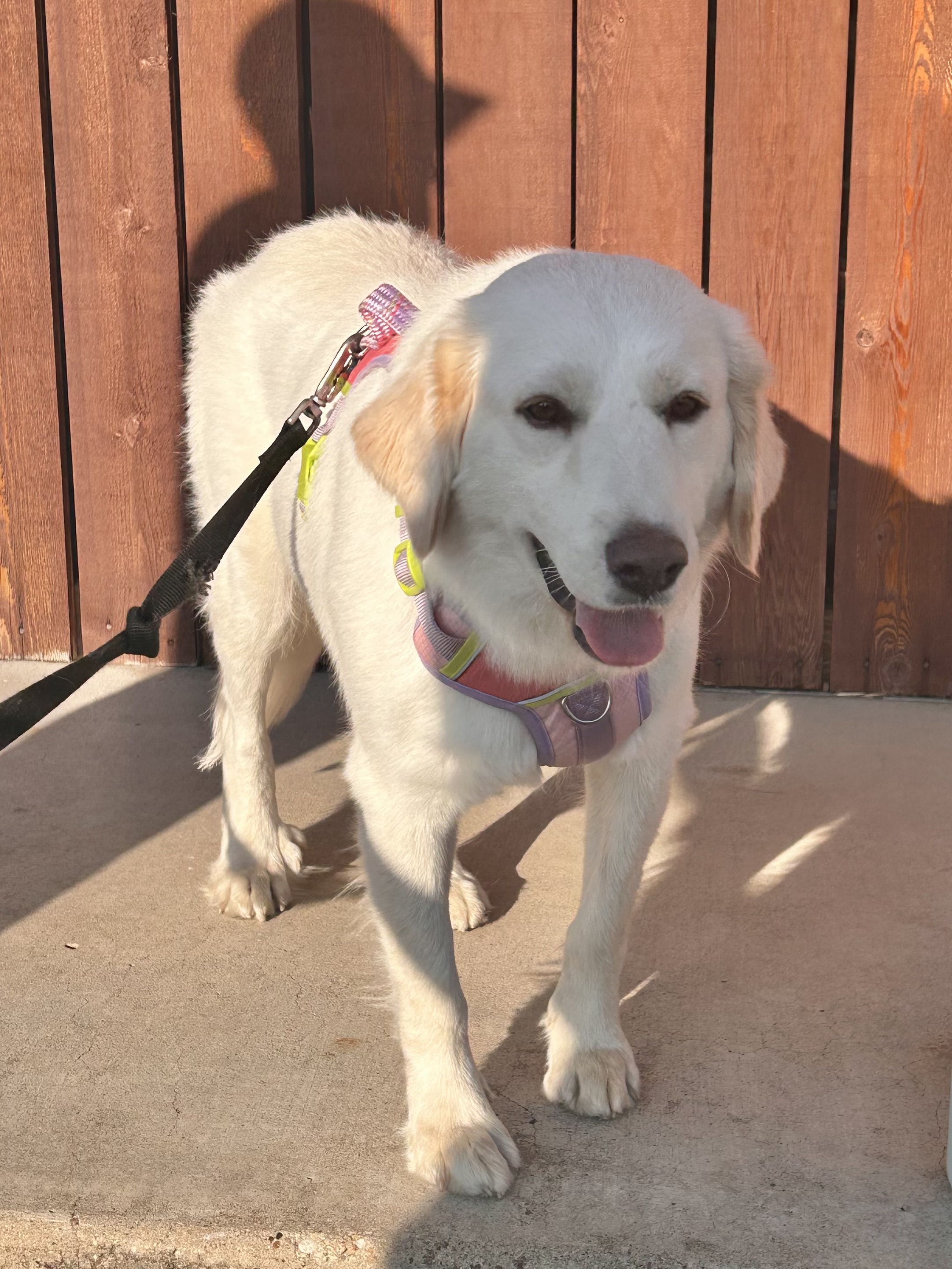 Adopt Polly Pocket - Female Great Pyrenees in Austin, TX | Texas Great ...