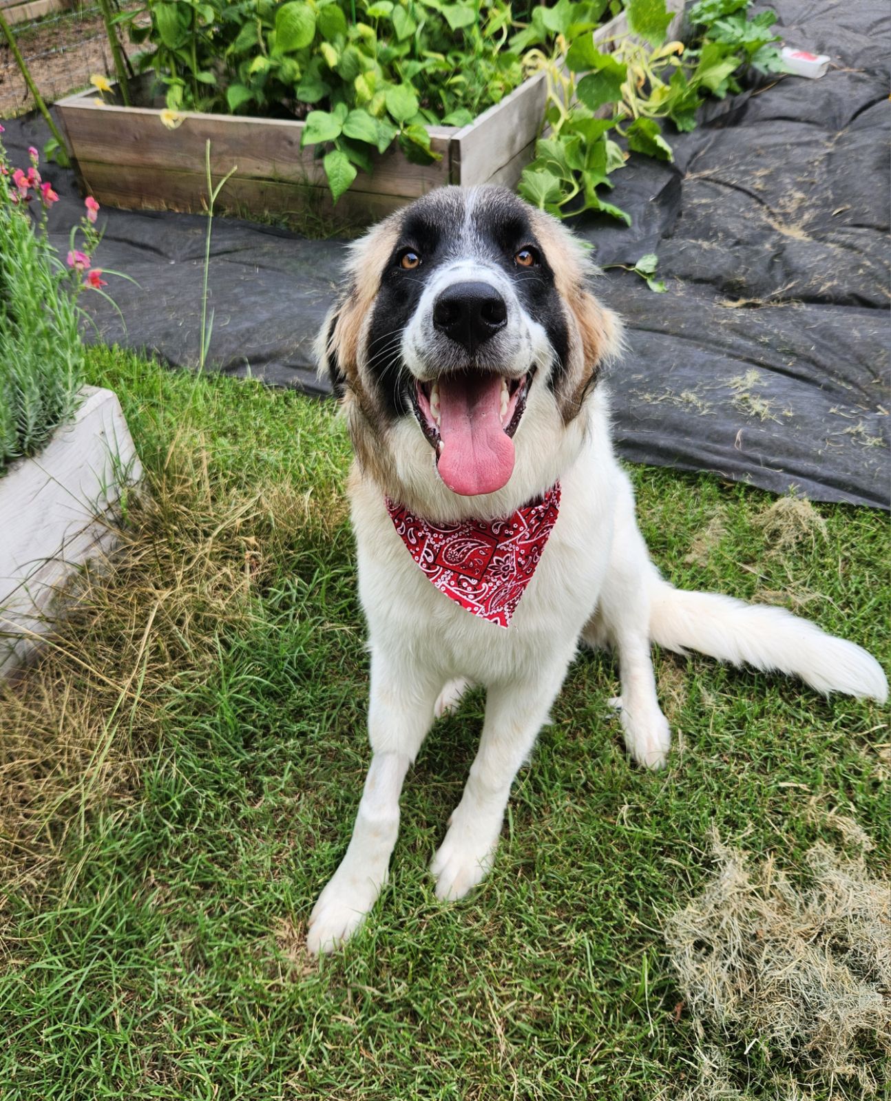 Adopt Purdy - Female Great Pyrenees in Dallas Fort-Worth, TX | Texas ...