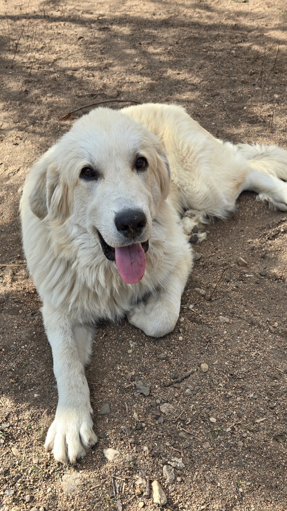 Adopt Tanner - Male Great Pyrenees in Austin, TX | Texas Great Pyrenees ...