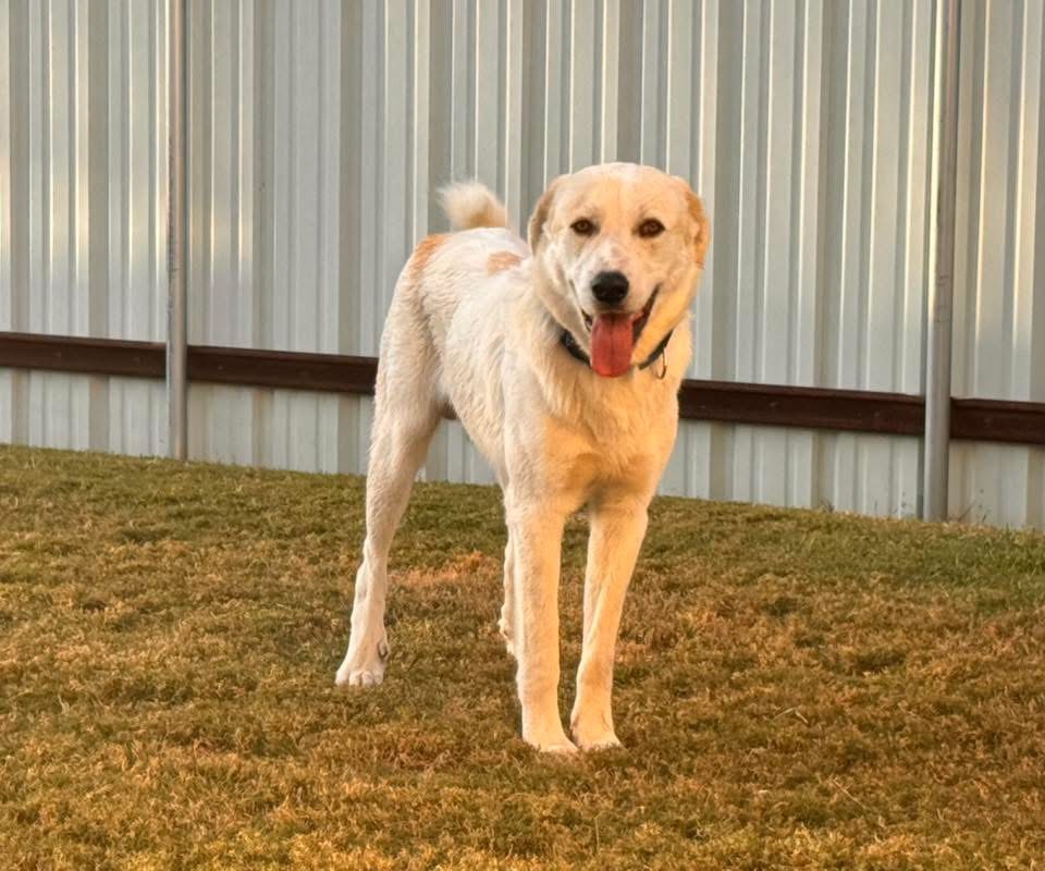 Adopt Tank - Male Great Pyrenees in Austin, TX | Texas Great Pyrenees ...