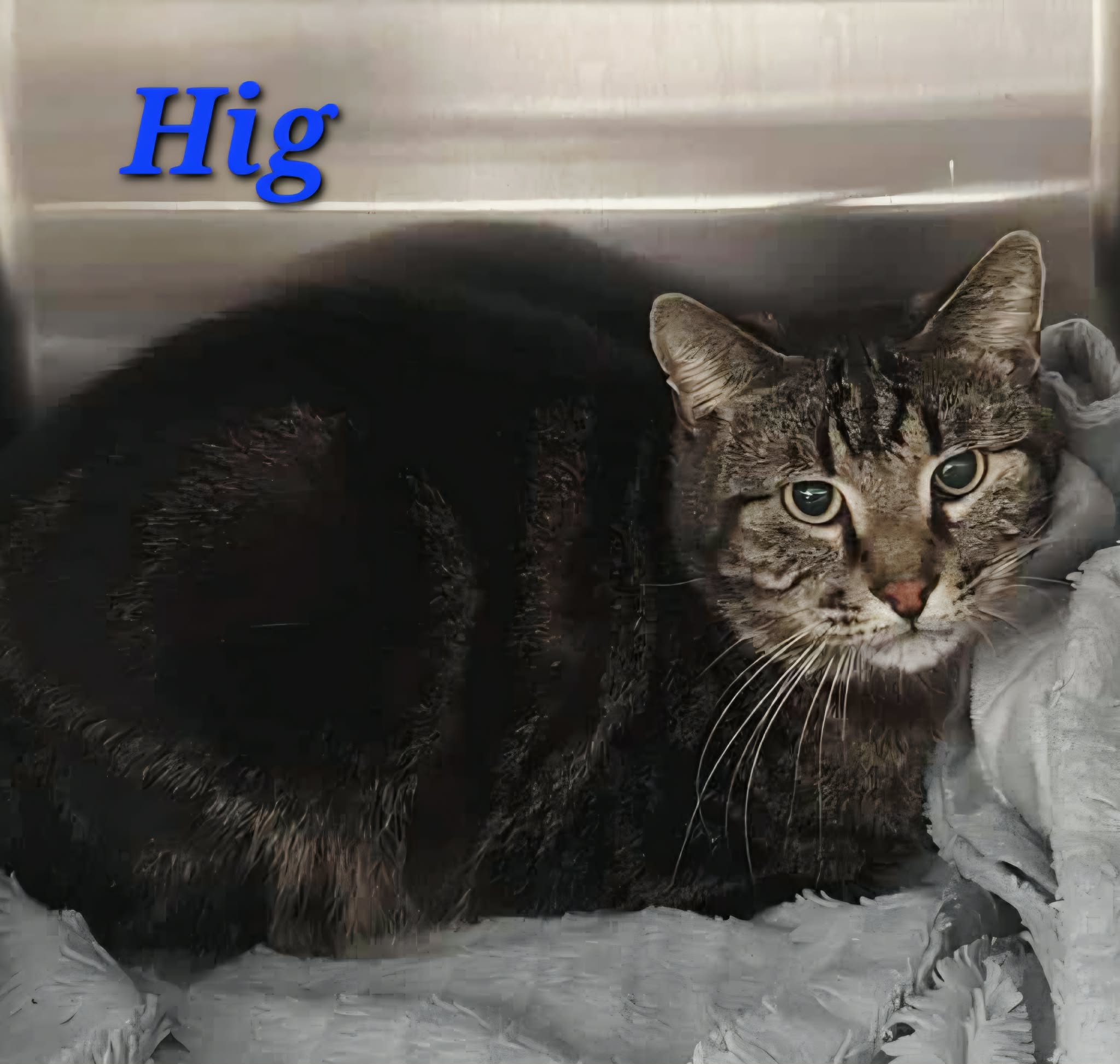 Kittens & Cats Not Ready for Adoption - Edmonton Cold Weather Animal ...