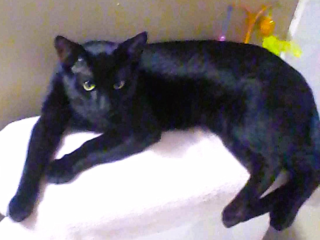 Kittens Needing a Forever Home - Edmonton Cold Weather Animal Rescue ...