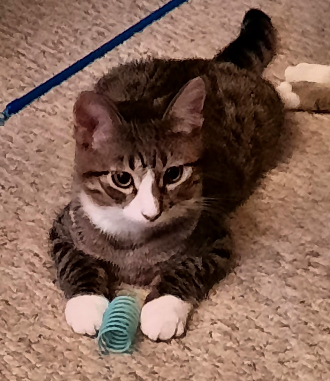 Kittens Needing a Forever Home - Edmonton Cold Weather Animal Rescue